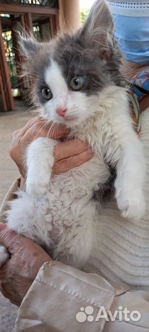 Кошка в дар