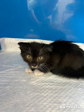 Котенок вислоушка