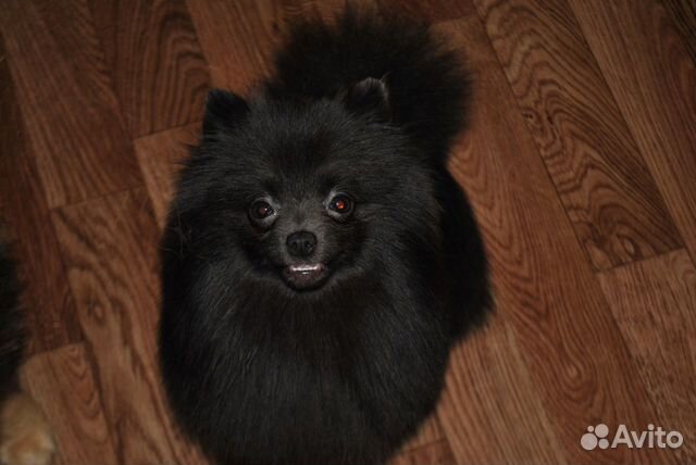 Шпиц - девочка 8 мес с цветной генетикой