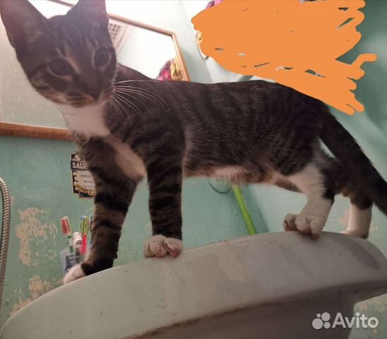 Котенок ищет маму и папу