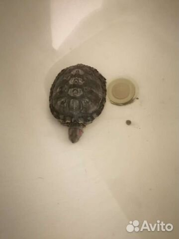 Красноухая черепаха бесплатно