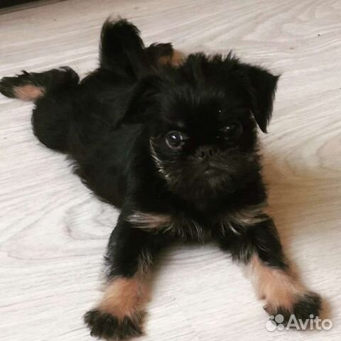 Бельгийский уголечек