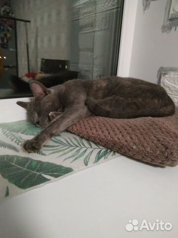 Кошечка Харма в добрые руки