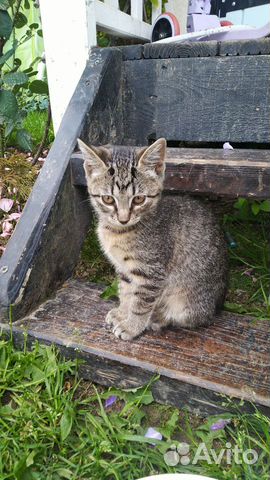 Котята