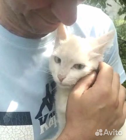 Белый котенок девочка