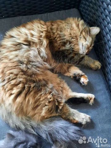 Кошки