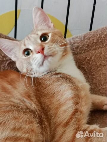 Несчастный ребенок-котенок в подъезде