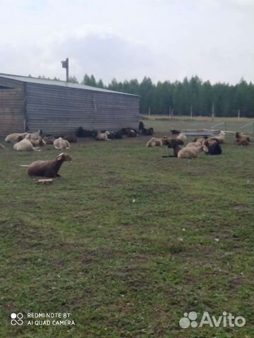 Бараны курдючные эдельбаевские