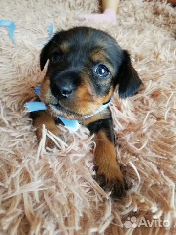 Маленькая собака