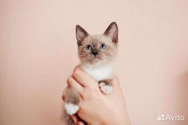 Красавица Лилу ищет дом