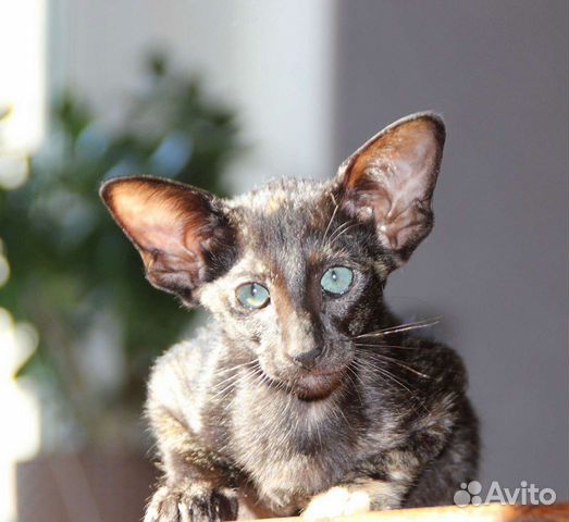 Богаточка ориенталка