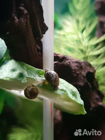 Улитки аквариумные