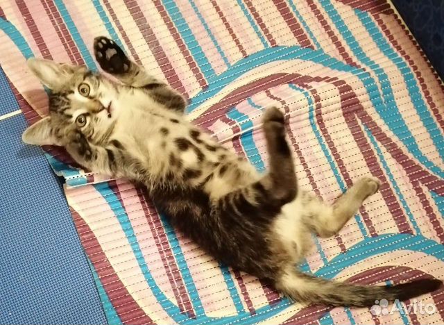Котенок