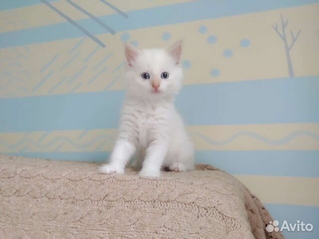 Котик