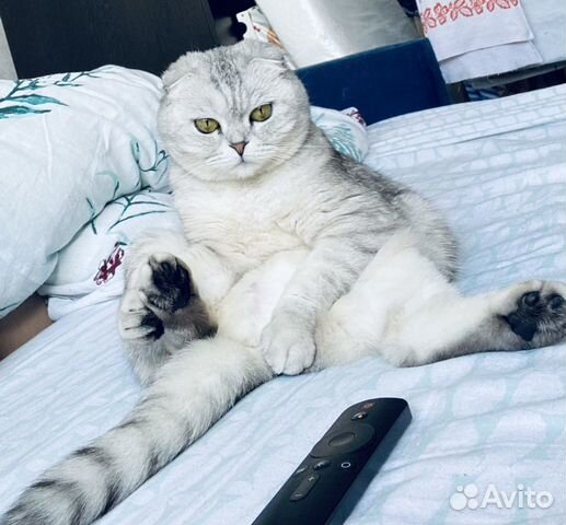 Шотландская вислоухая кошка