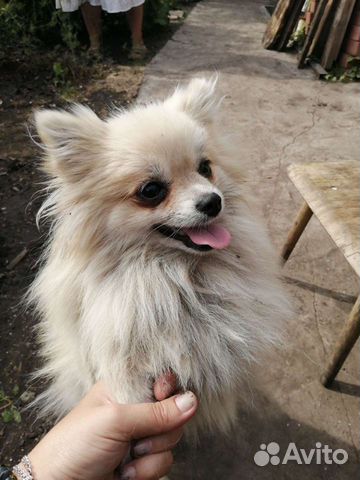 Померанский шпиц mini