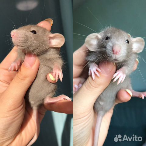 Крысята дамбо. Мальчики и девочки