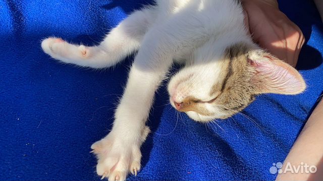 Бездомный котик ищет ласковых хозяев