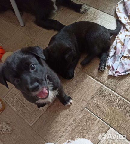 Щенки метисы корги в добрые руки