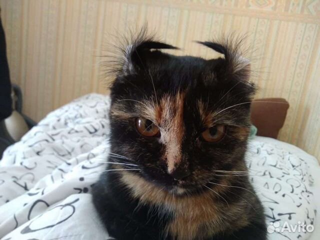 Американский кёрл