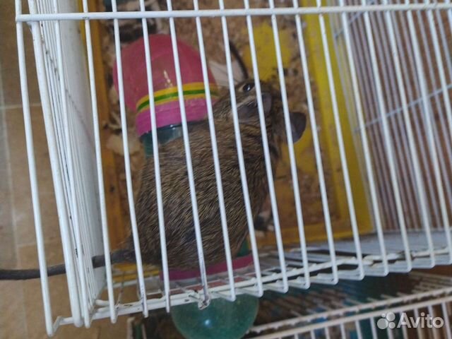 Дегу Бесплатно