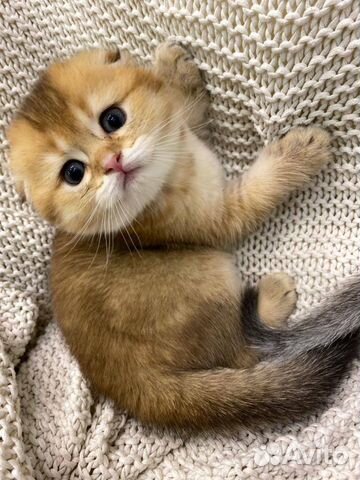 Шотландский вислоухий котенок мальчик мрамор на зо