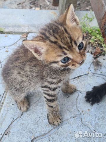 Кошка в дар