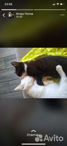 Ла-перм лаперм котята метисы