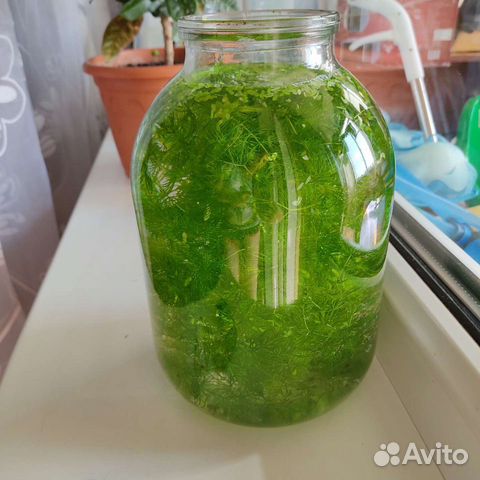 Роголистник и ряска