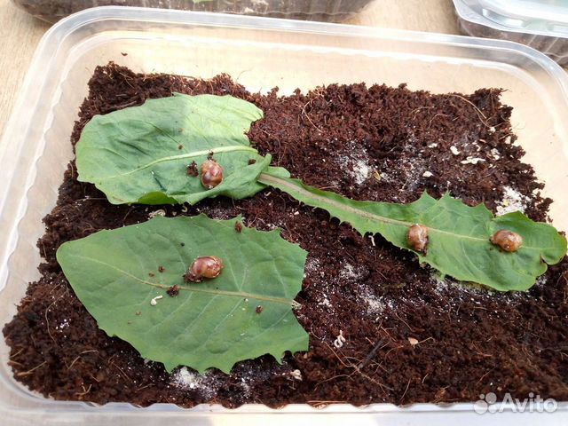 Улитки ахатин маленькие