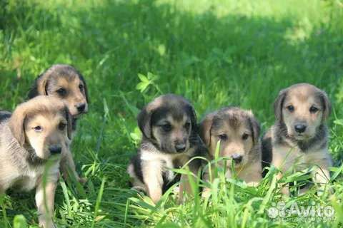 Щенки русской гончей