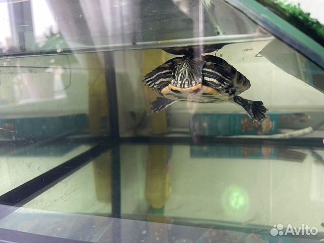 Черепахи красноухие