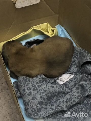 Щенки ротвейлера