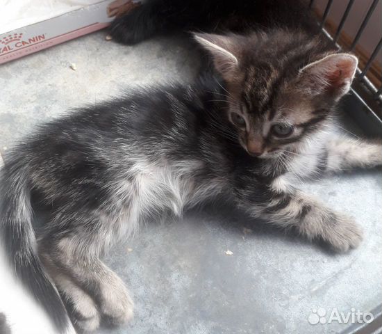 Котенок-мальчик,1 мес