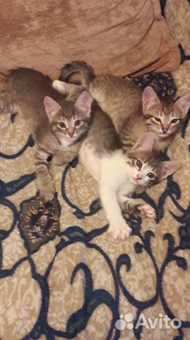 3 маленьких котенка ищут свой дом