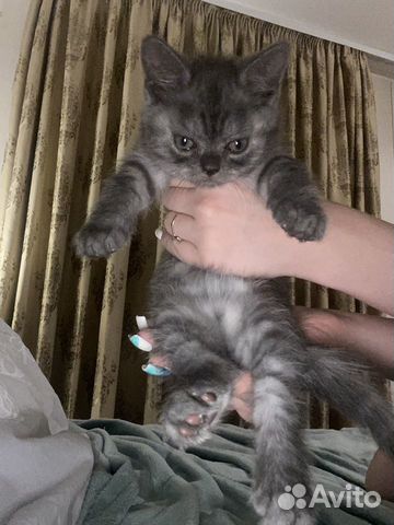 Шотландские котята