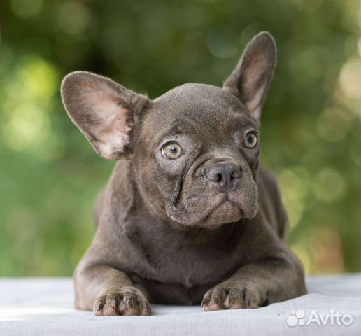 Голубо тигровая девочка генная на изабеллу