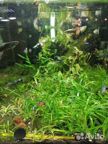 Гуппи дамбо ассорти