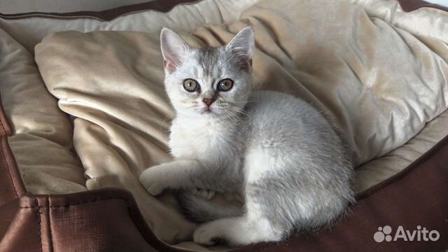 Котенок серебристая шиншила