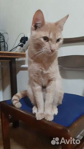 Кошка в дар