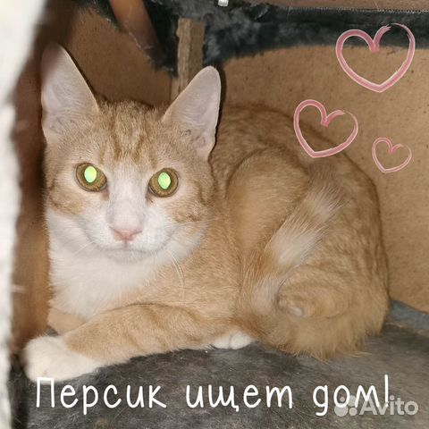 Рыжий котик в добрые руки На счастье