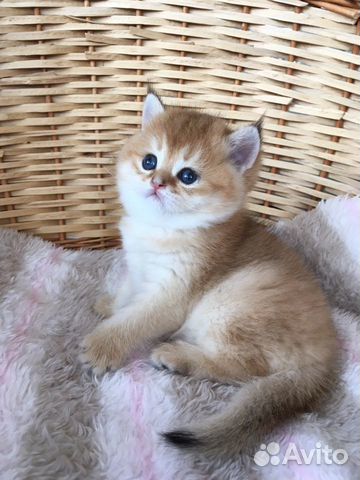 Котик золотой