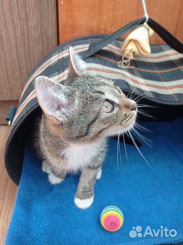 Котёнок девочка