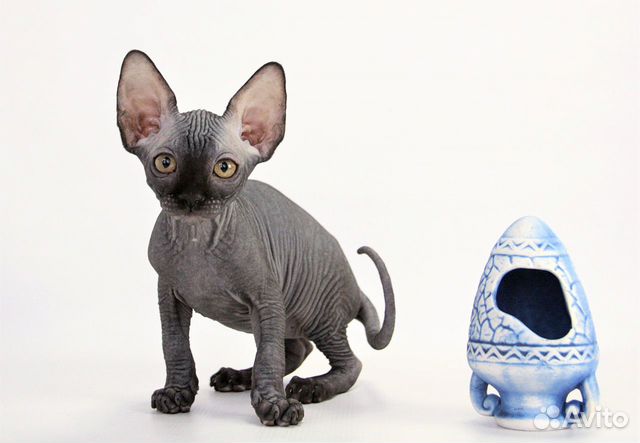 Ах, голые кошки, утончённые крошки. Котодевочка