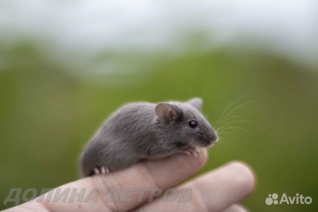 Серая мышка сатишка, девочка