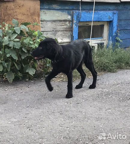 Лабрадор (метис)