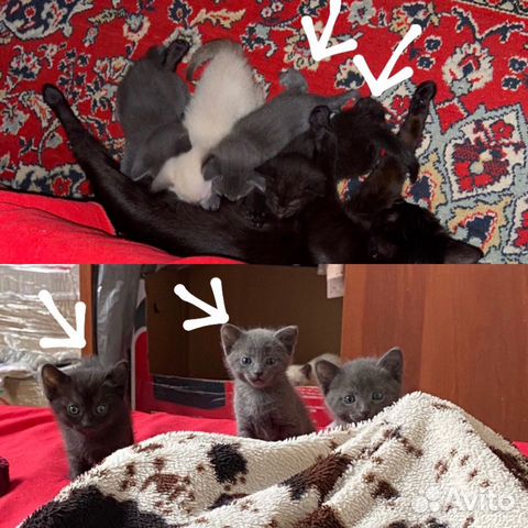 Котята кошечка котик котенок серый черный