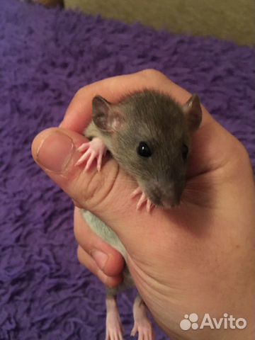 Крысята Дамбо