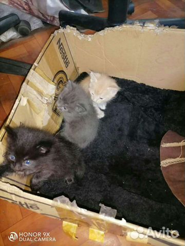 Котики от британки(помесь)