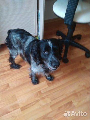 Русский спаниель в заботливые руки